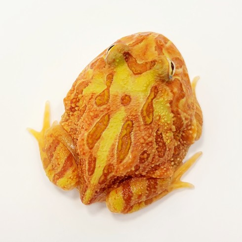 2024 Strawberry Pineapple PacMan Frog(Ceratophrys cranwelli)