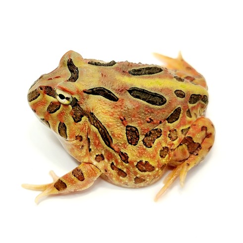 2024 CBB COFFEE PACMAN FROG(Ceratophrys cranwelli)